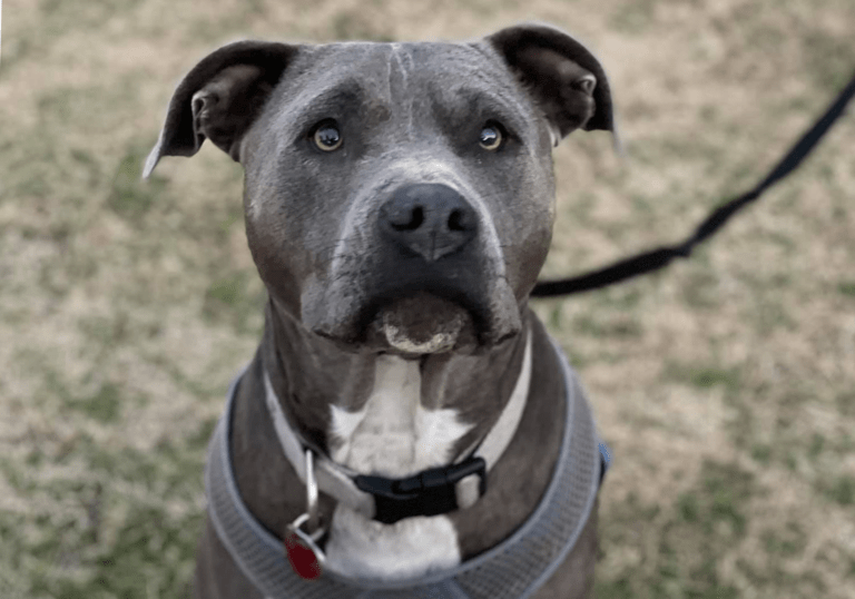 Justice For Perkins, An Abused Pit Bull Puppy Now Thriving - Focus ...