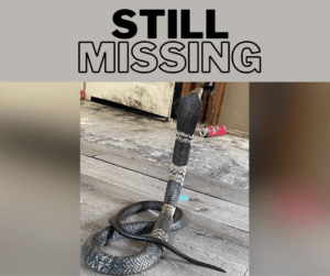 Dangerous Missing Snake In Grand Prairie-West African Banded Cobra