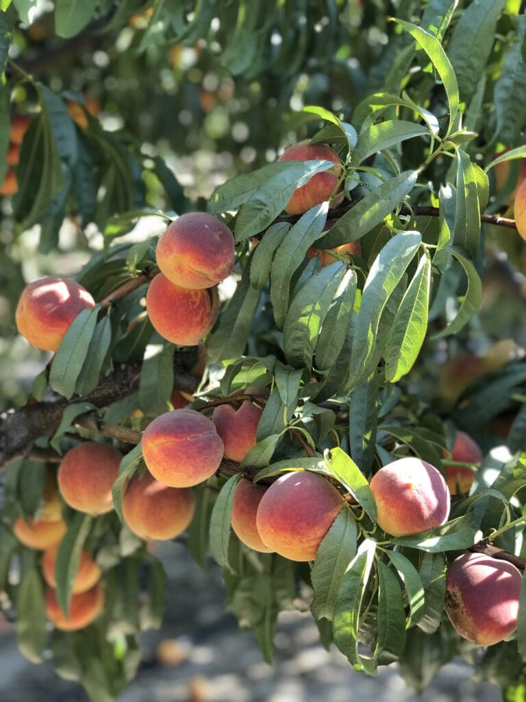 Home of the Juiciest Peaches in Texas, Ham Orchards Opens for Summer