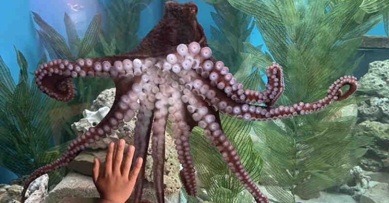 New Giant Pacific Octopus Debuts at Children's Aquarium Dallas