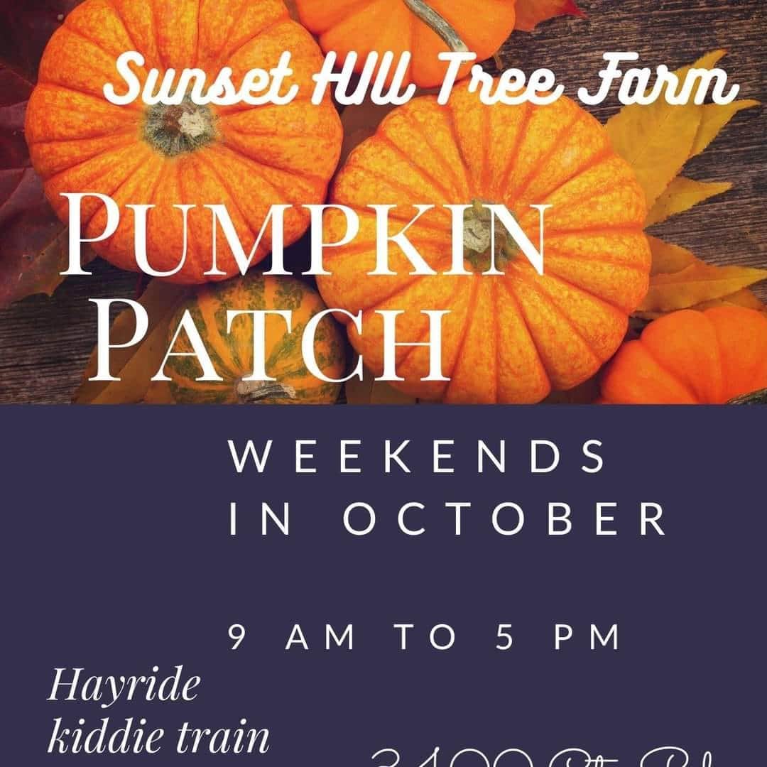 2022 DFW Area Pumpkin Patches, Fall Festivals - Focus Daily News