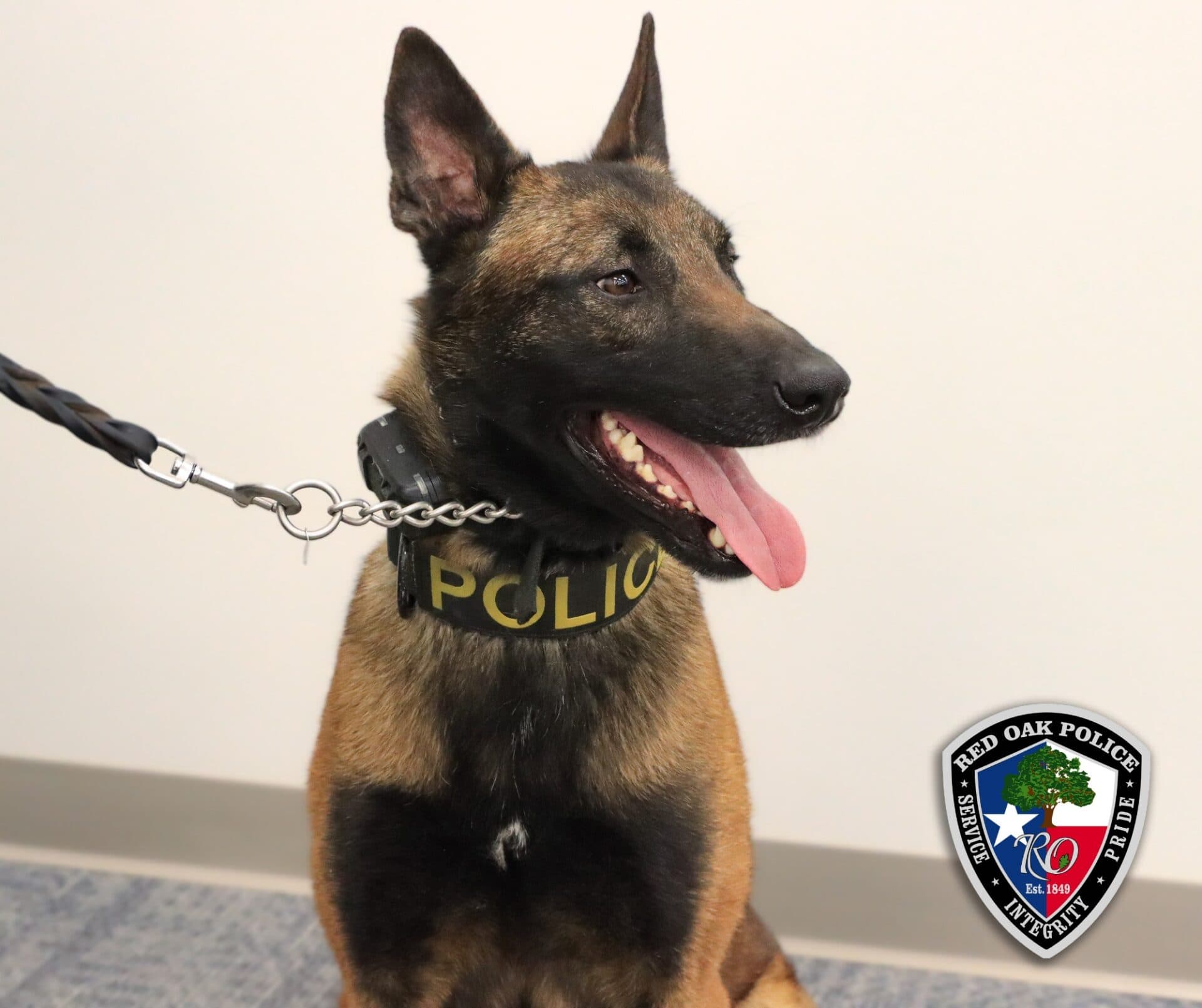 Red Oak Police Department's Newest K9 Officer Bandit - Focus Daily News