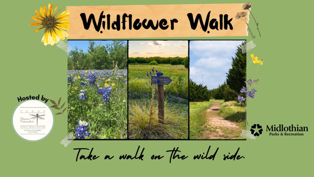 Indian Trail Master Naturalists Presents Monthly Wildflower Walks at ...