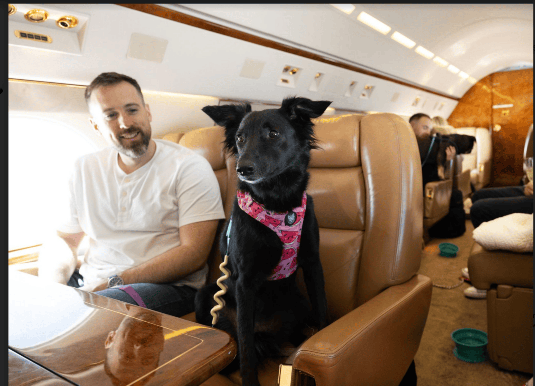 Your Dog and Cat Can Be Right By Your Side With K9 JETS Private Service ...